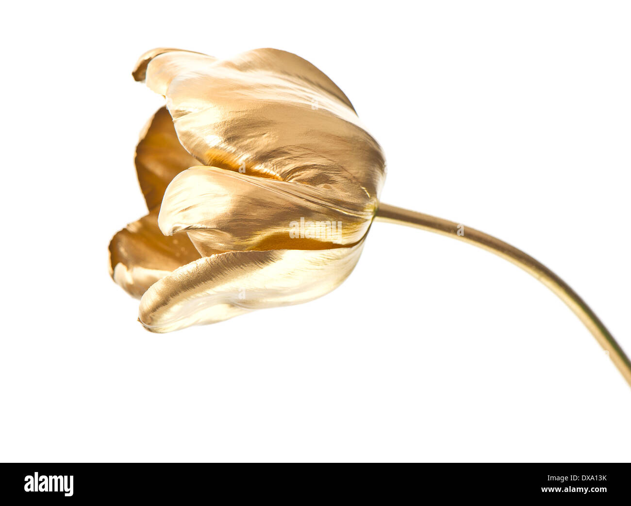 golden tulip flower isolated Stock Photo - Alamy