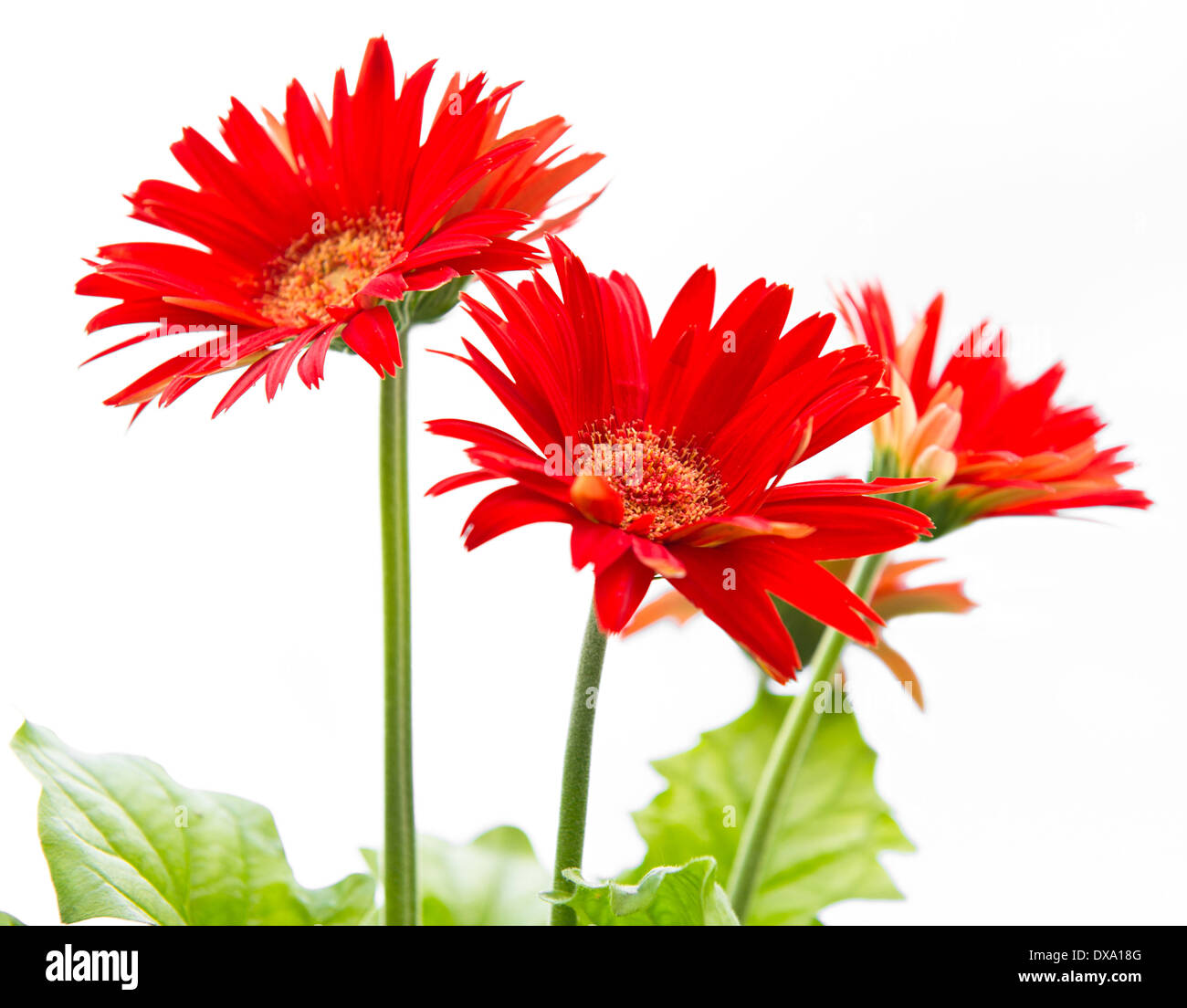 red gerbera on white background Stock Photo - Alamy