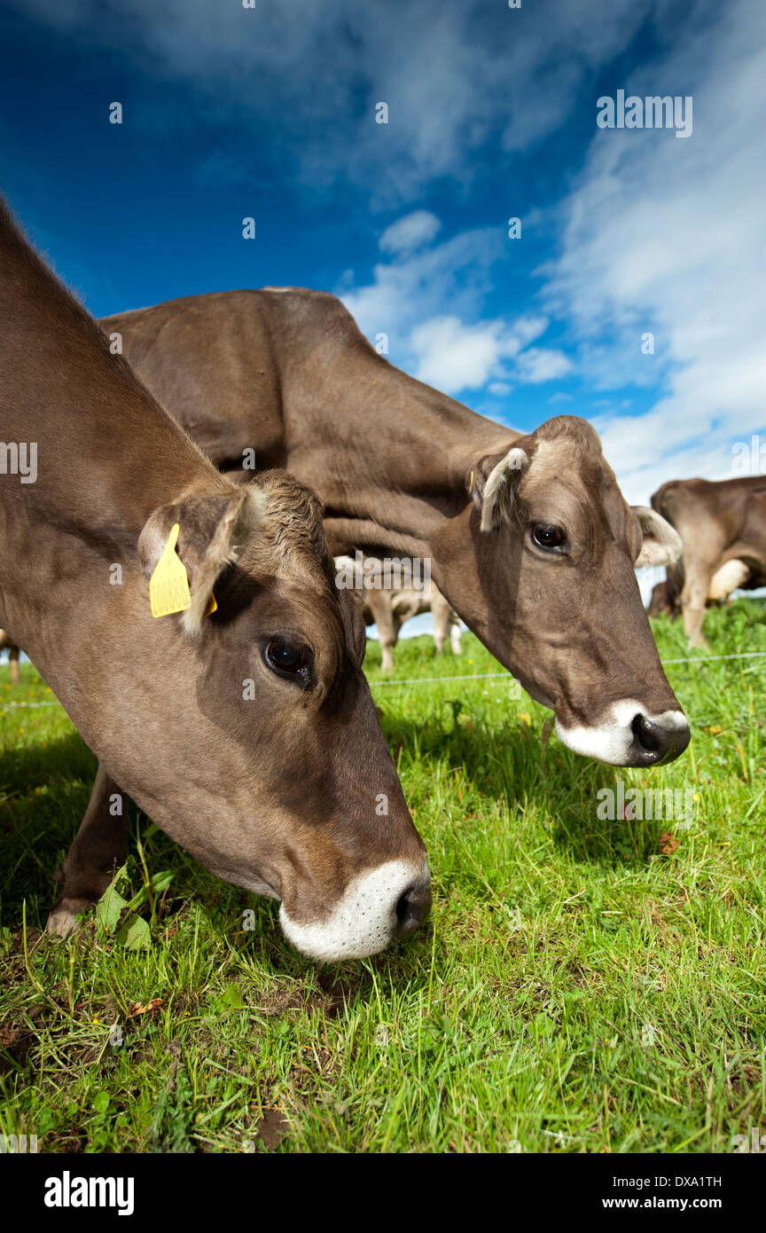 Brown swiss cattle hi-res stock photography and images - Alamy