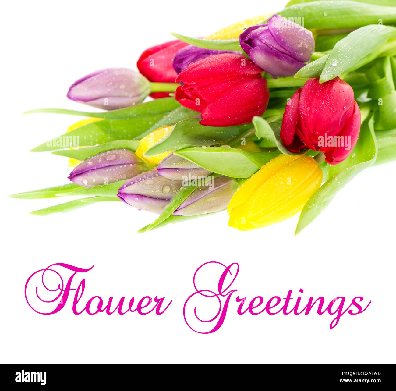 Flower Greetings. card design. colorful bouquet of fresh spring tulip ...