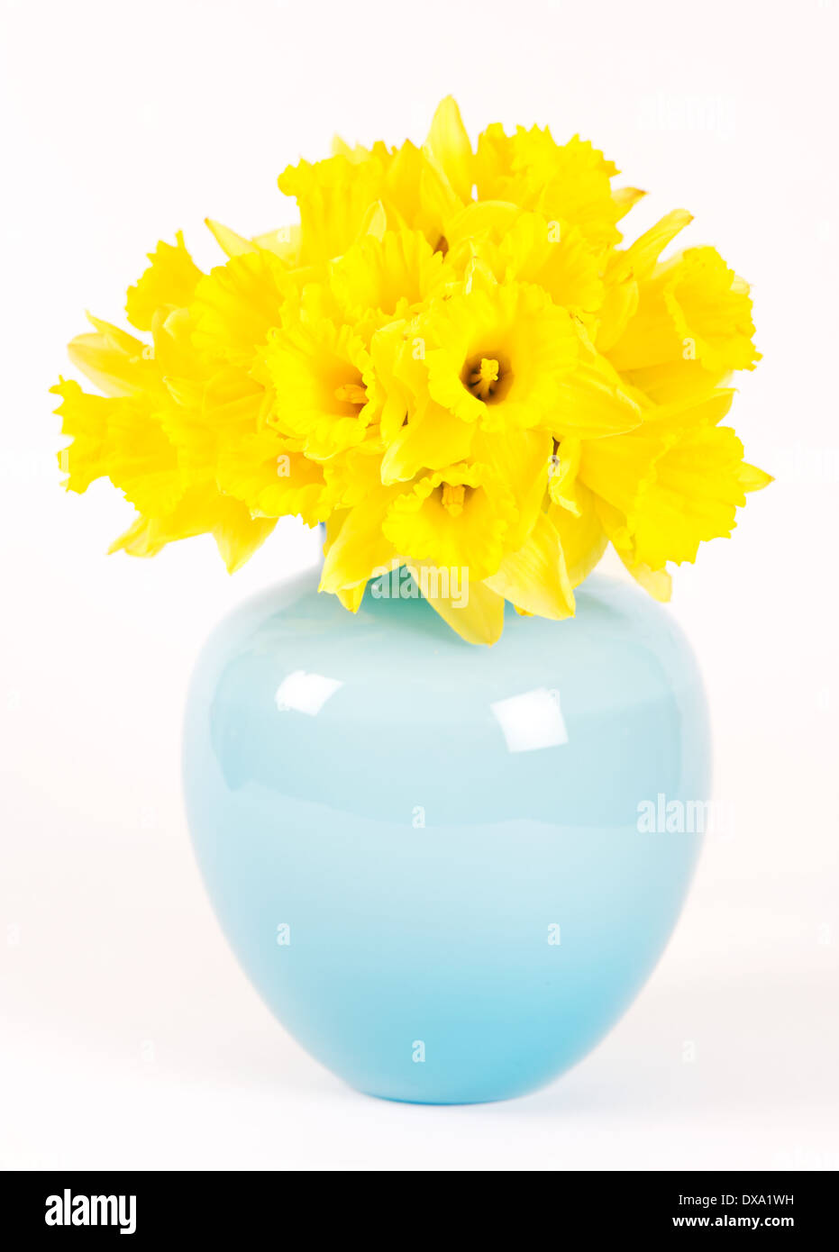 Daffodils garden spring Cut Out Stock Images & Pictures - Alamy