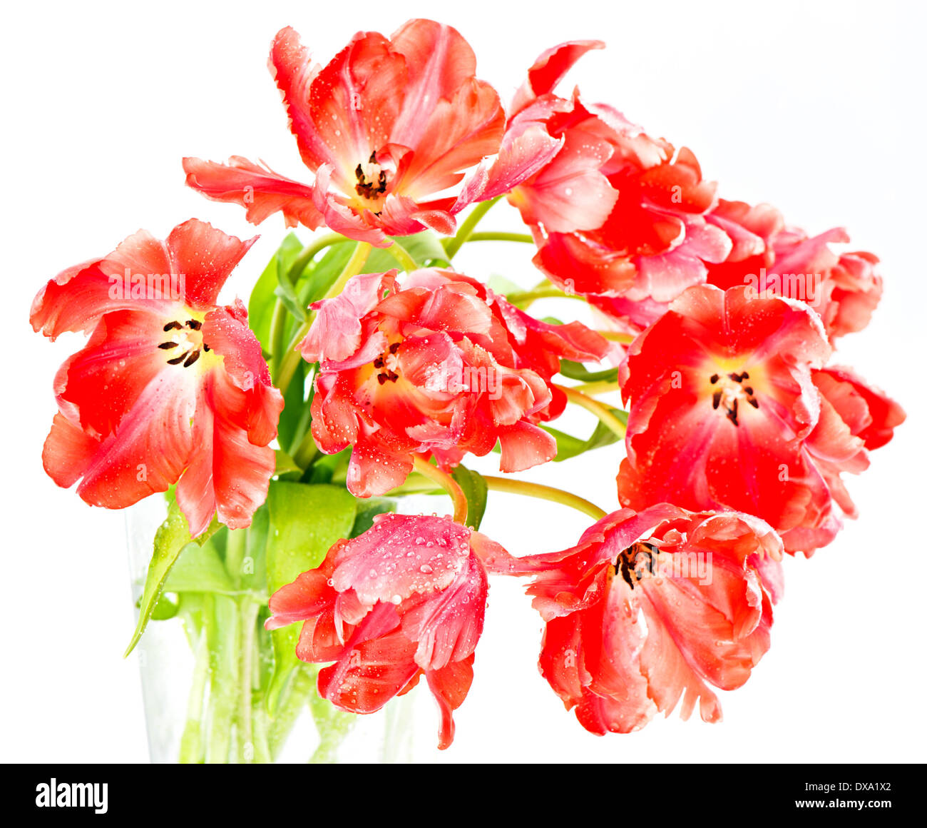 Tulip fire hi-res stock photography and images - Alamy