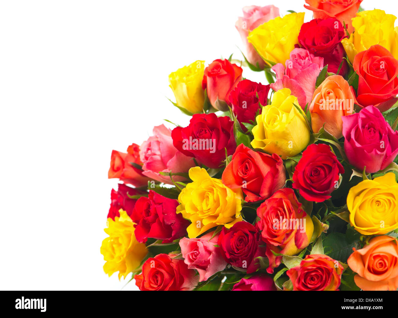 close-up of colorful assorted roses on white background. bouquet of red ...