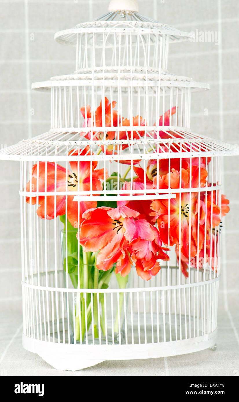 Cage plant hi-res stock photography and images - Alamy