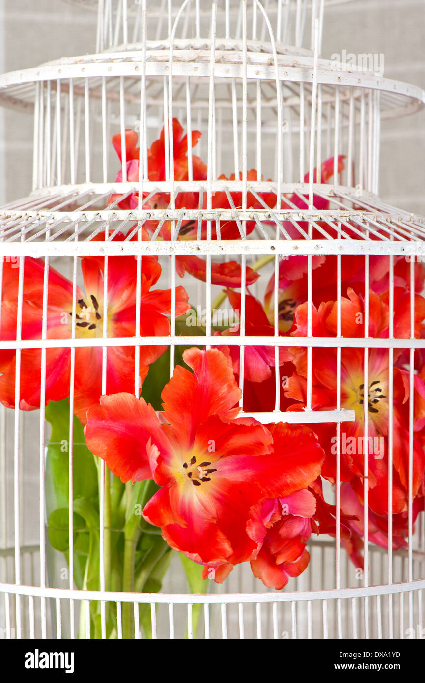 Cage plant hi-res stock photography and images - Alamy