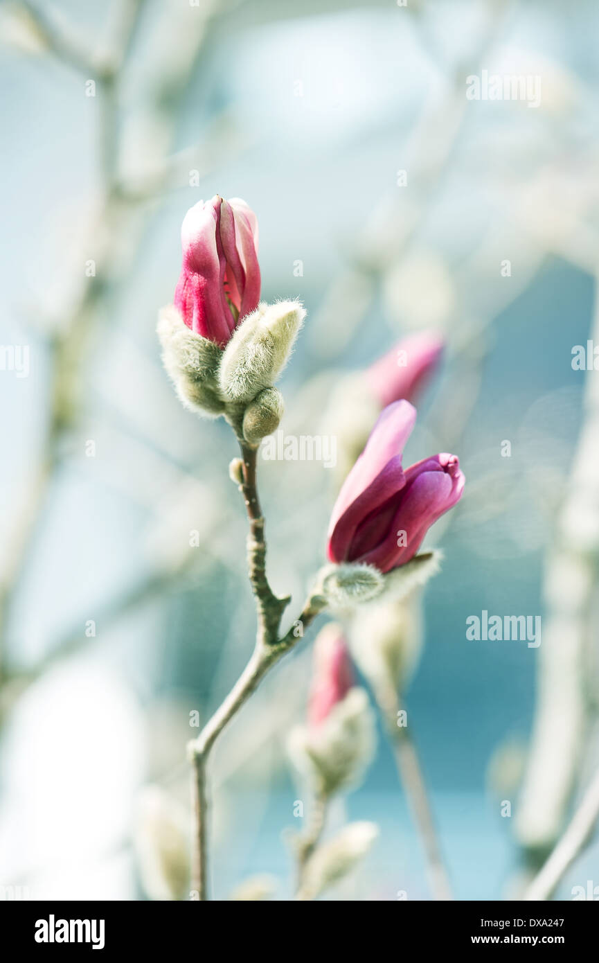 Close up magnolia blossoms hi-res stock photography and images - Alamy