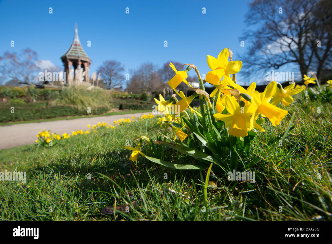 Spring daffodils at the Arboretum Park in Nottingham City ...