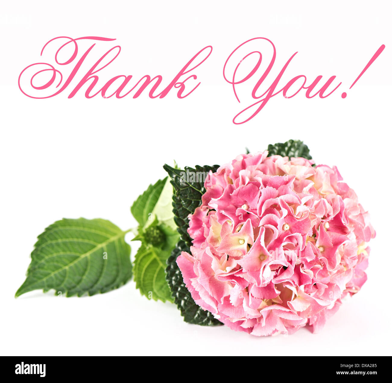 Merci flower hi-res stock photography and images - Alamy