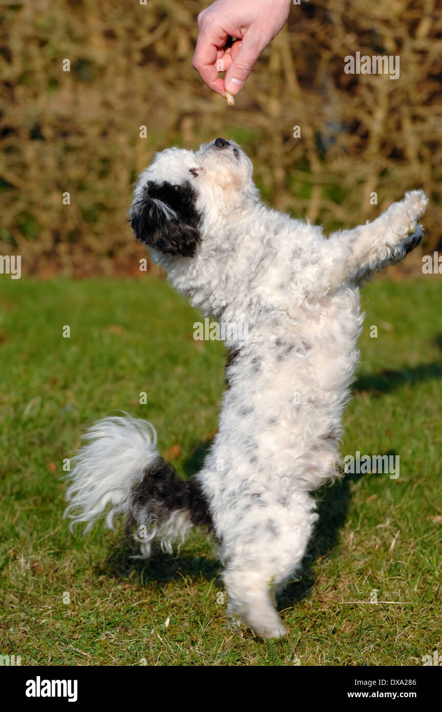 A sweet dog is standing up begging for food Stock Photo - Alamy
