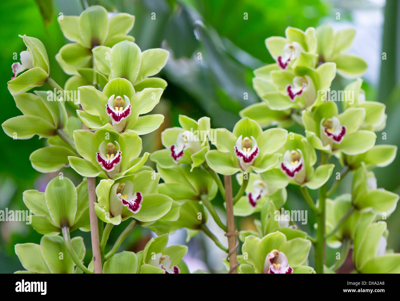 Exotic tropical flower hi-res stock photography and images - Alamy