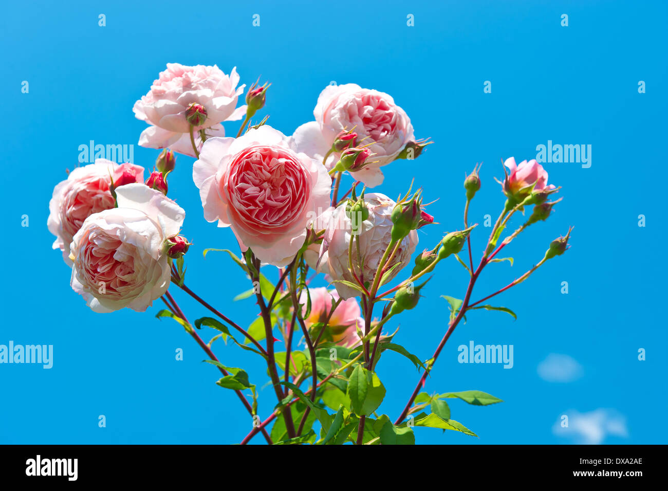 beautiful pink roses over vibrant blue sky Stock Photo - Alamy