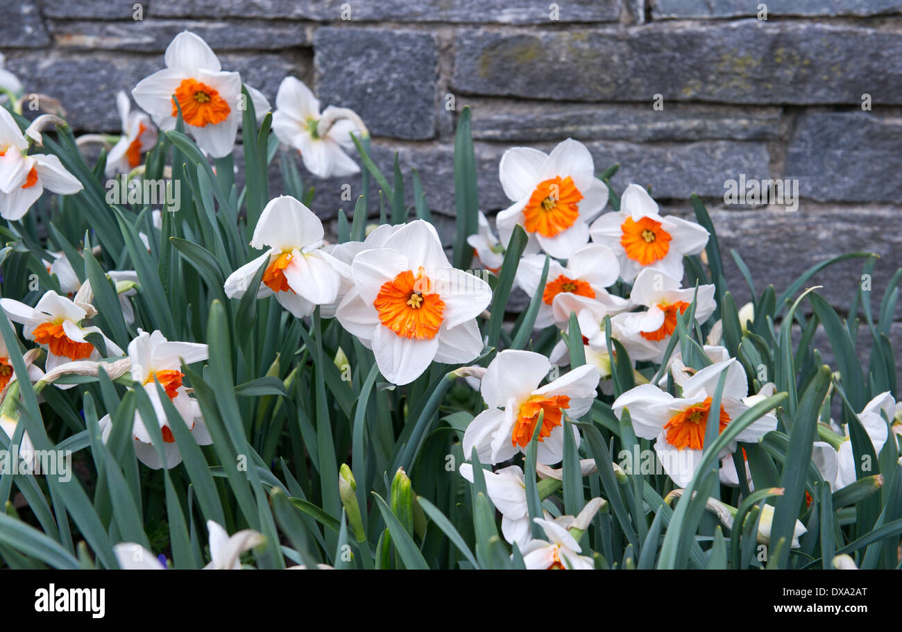 fresh spring narcissus flowers outdoors Stock Photo - Alamy