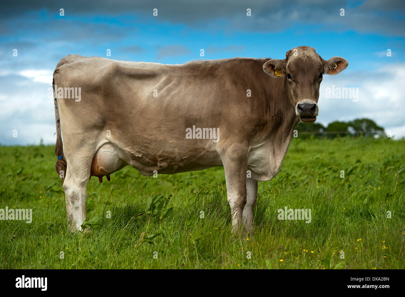Brown swiss cow hi-res stock photography and images - Alamy