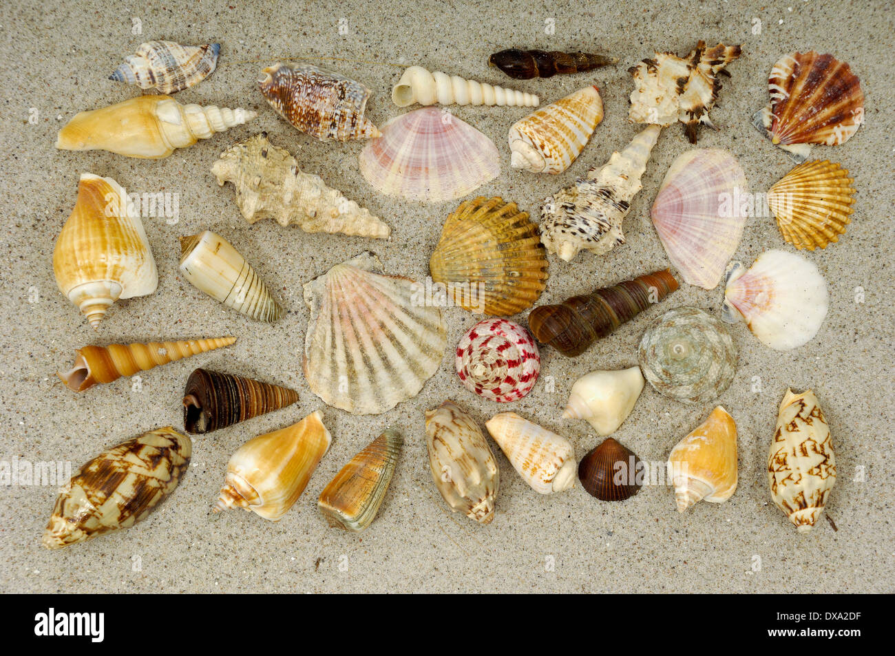 Collection with many different shells in the sand Stock Photo - Alamy