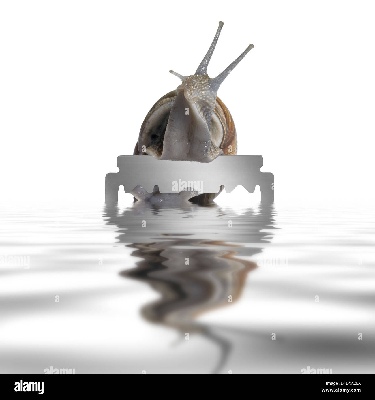Grapevine snail reachin out on a razor blade on reflective water ...