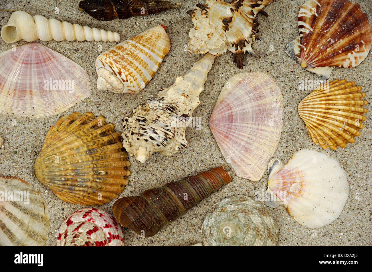 Collection with many different shells in the sand Stock Photo - Alamy