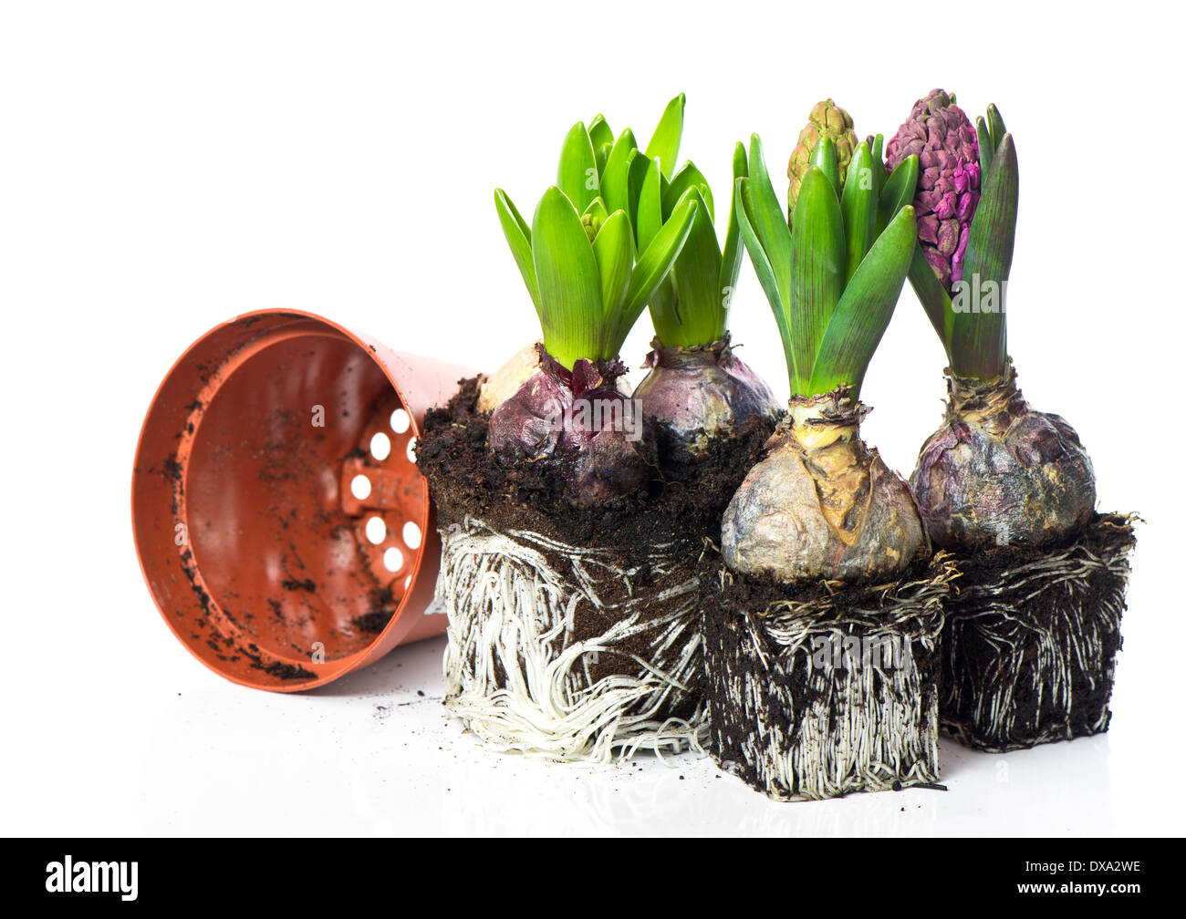 Spring bulb with roots hi-res stock photography and images - Alamy