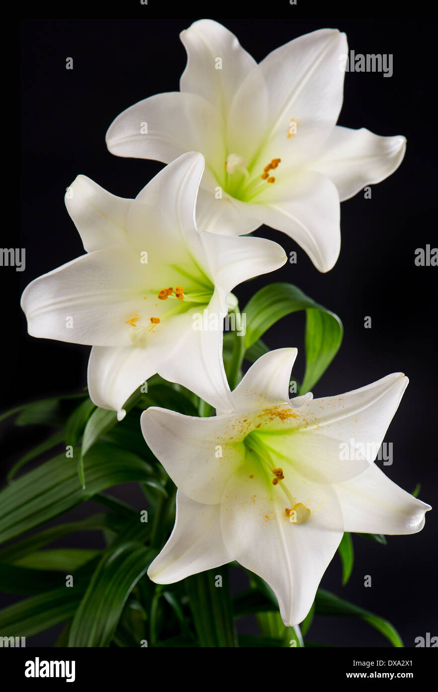 white lily flowers bouquet Stock Photo - Alamy