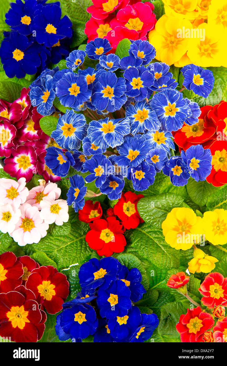 colorful fresh spring primula flowers bed Stock Photo - Alamy
