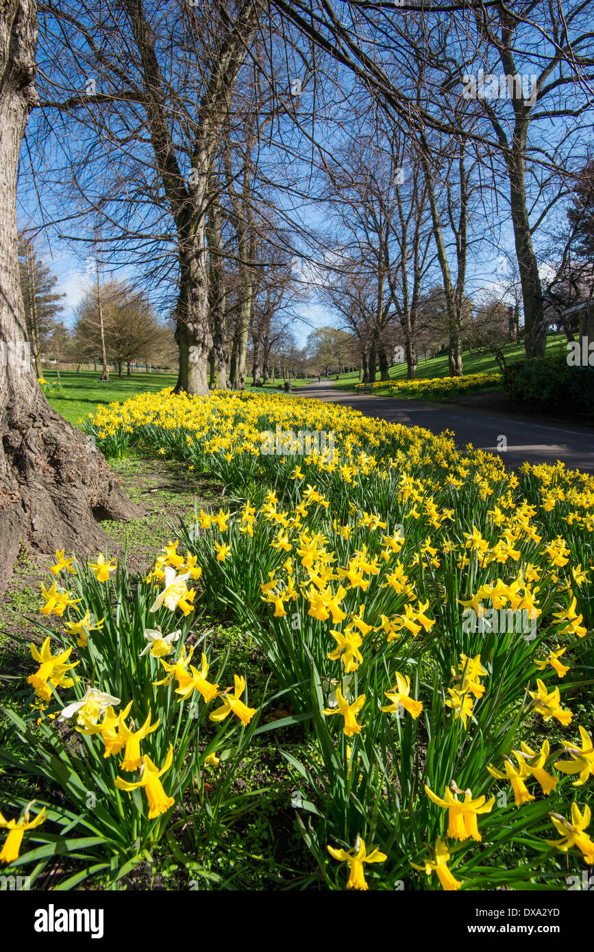 Spring daffodils at the Arboretum Park in Nottingham City ...
