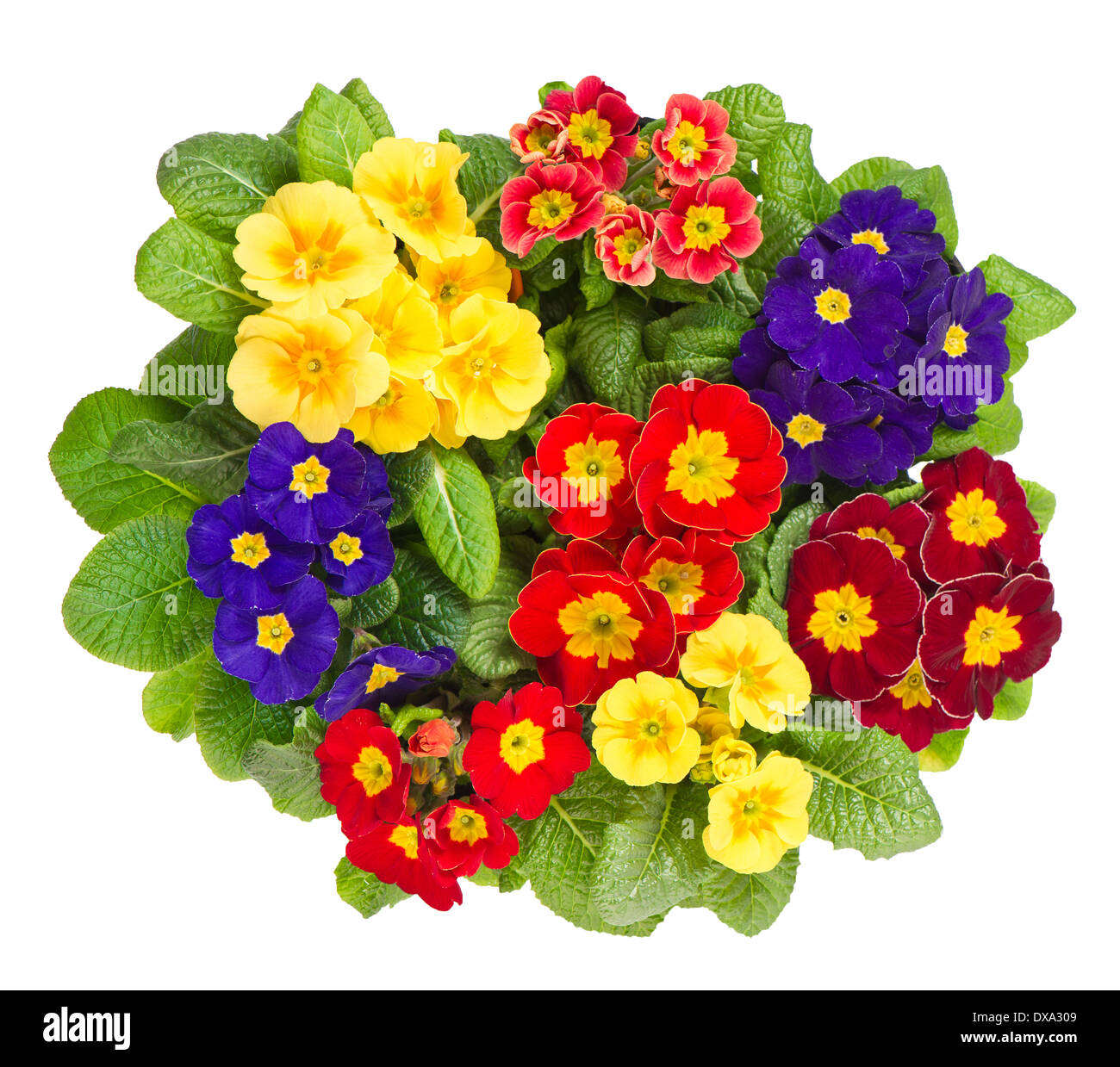 assorted primula flowers isolated on white background Stock Photo - Alamy