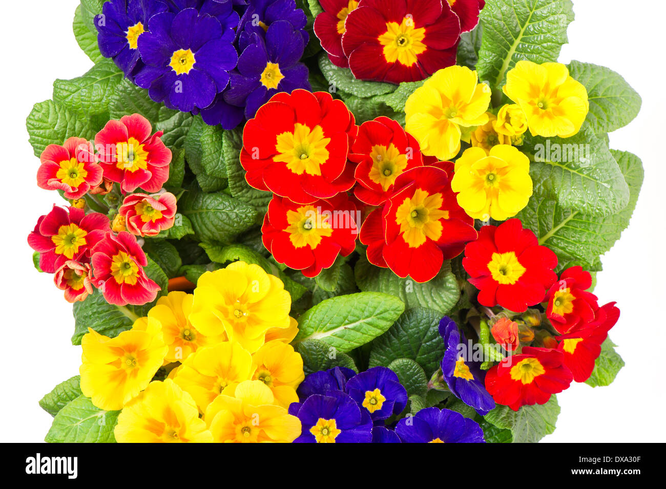 colorful fresh spring primula flowers bed Stock Photo - Alamy