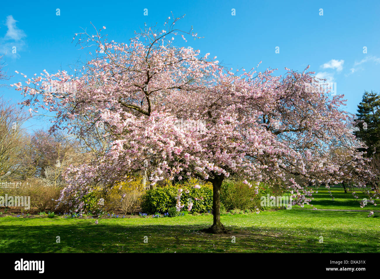 Nottingham arboretum park hi-res stock photography and images - Alamy