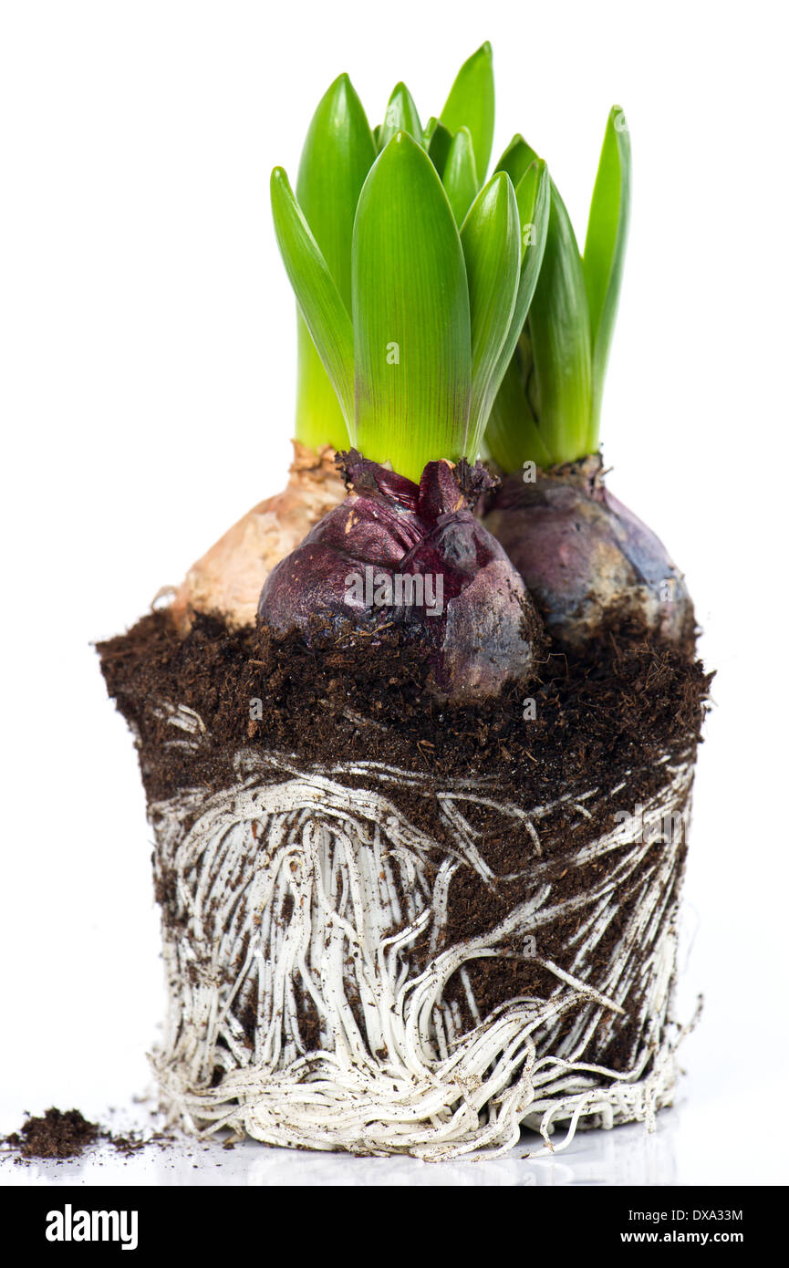 spring flowers. hyacinth sprouts with roots and dirt on white ...