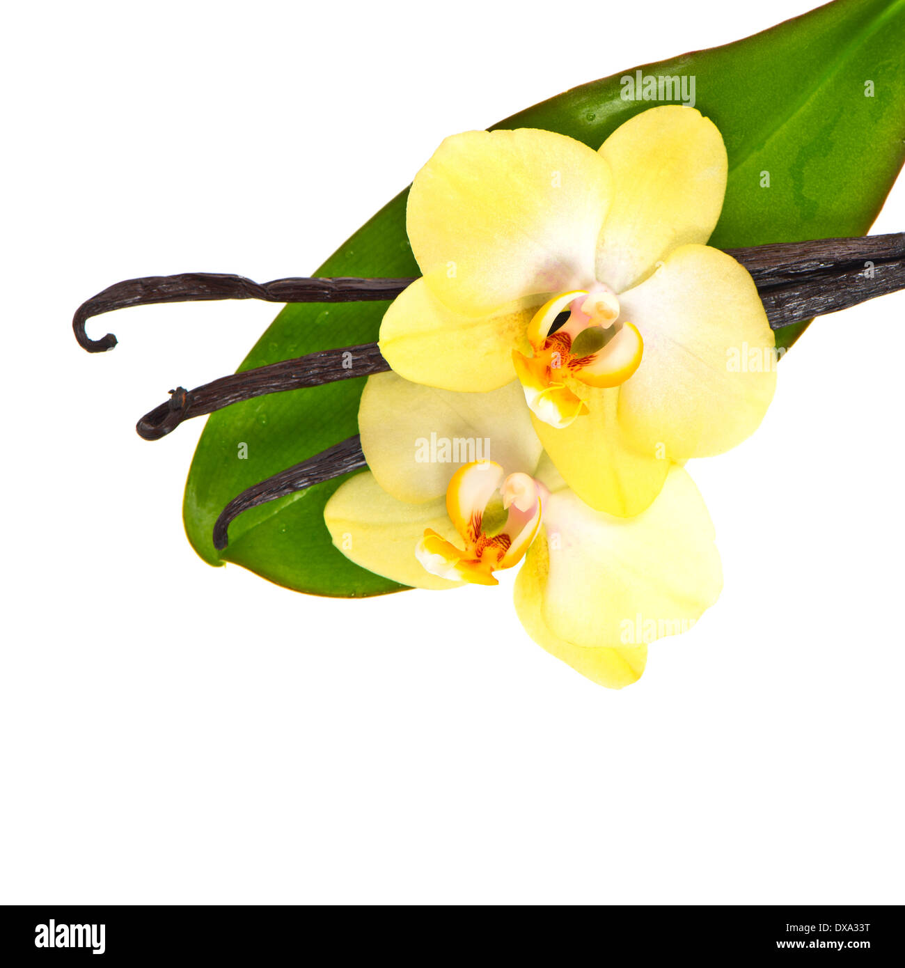vanilla pods with orchid flower and green leaf isolated Stock Photo - Alamy