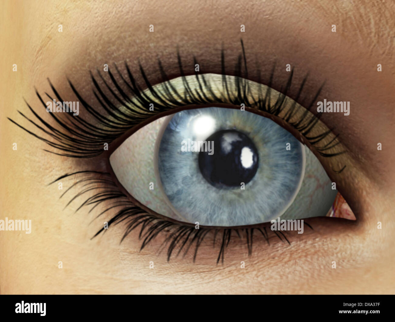 digital rendering of an eye Stock Photo - Alamy