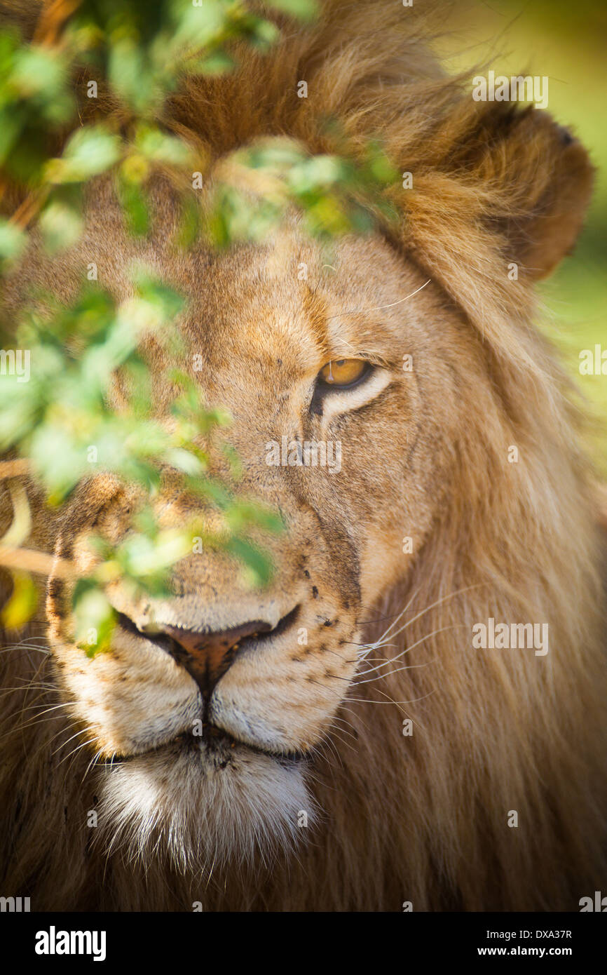 Tearful lion in South Africa Stock Photo - Alamy