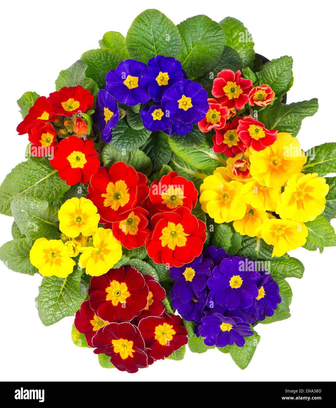 colorful fresh spring primula flowers isolated on white background ...
