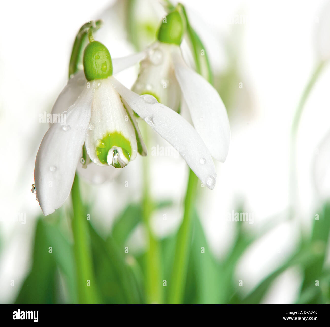 Snowdrops spring flowers close hi-res stock photography and images - Alamy