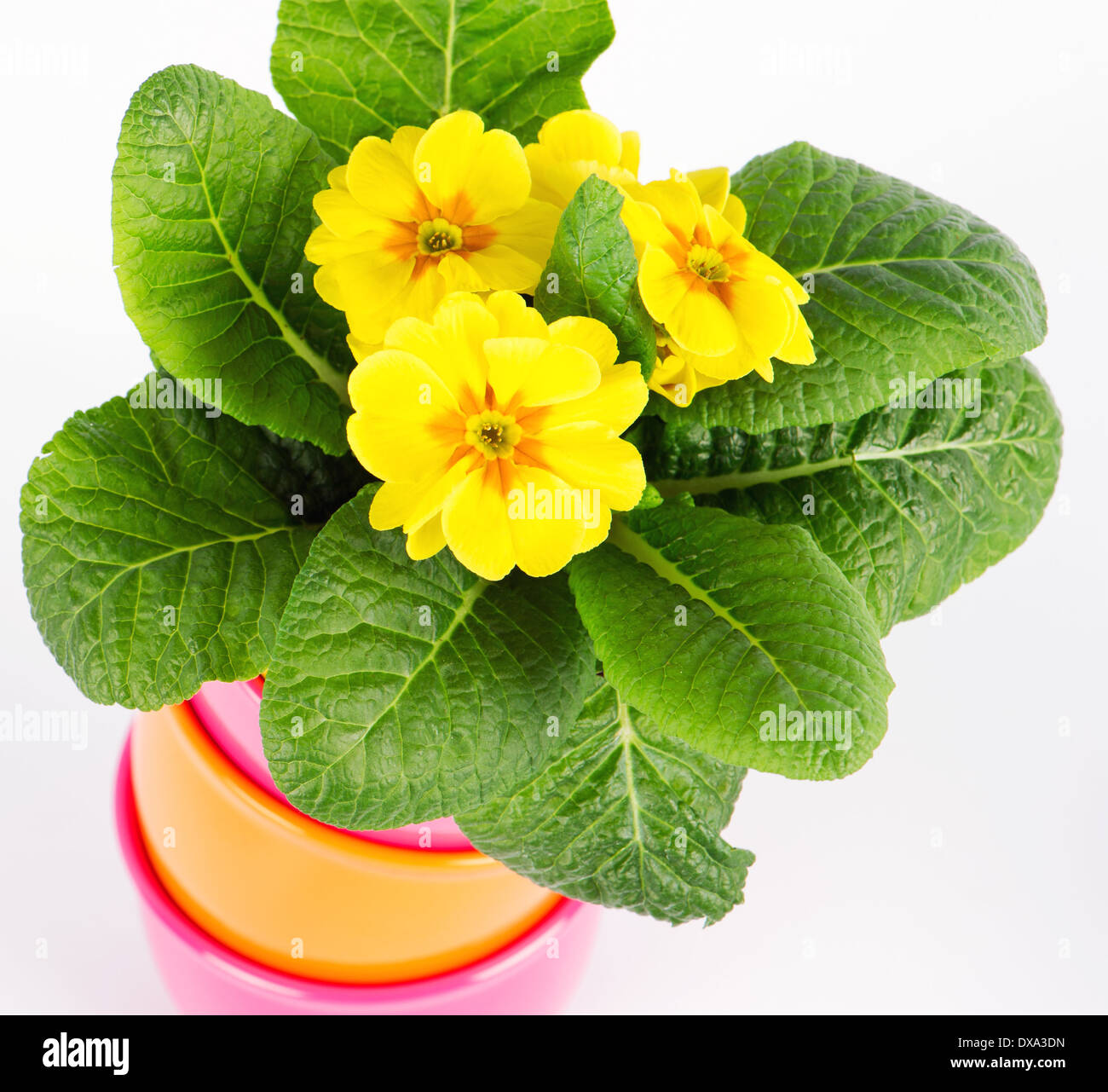 beautiful yellow primulas flowers in colorful buckets Stock Photo - Alamy