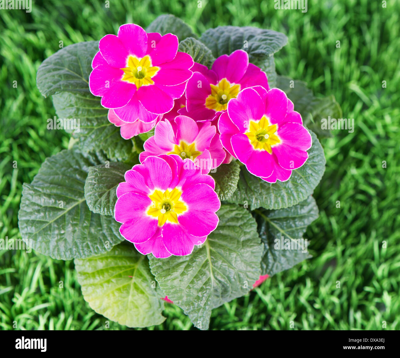 Primulas High Resolution Stock Photography and Images - Alamy