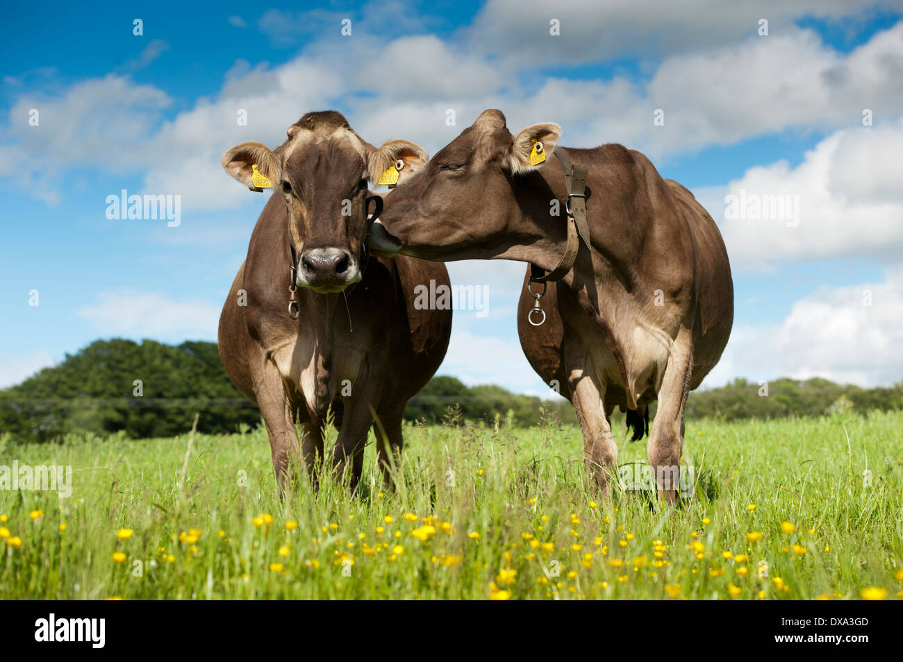 Brown swiss cow hi-res stock photography and images - Alamy
