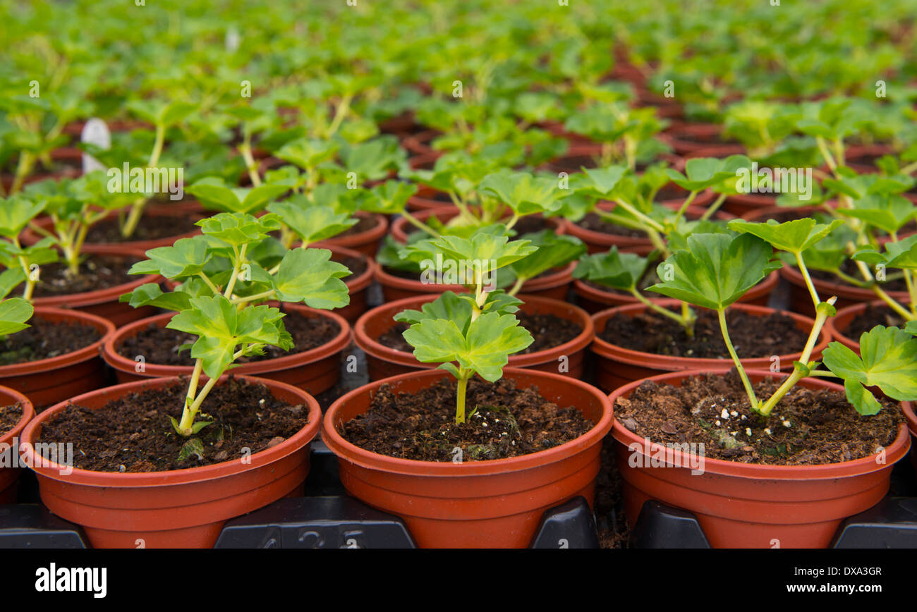 Seedlings growing inside a plant nursery in Nottingham, Nottinghamshire ...