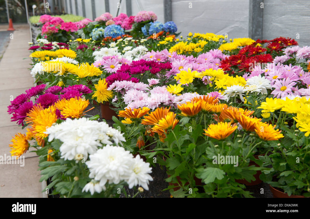 Spring flowers growing inside a plant nursery in Nottingham ...