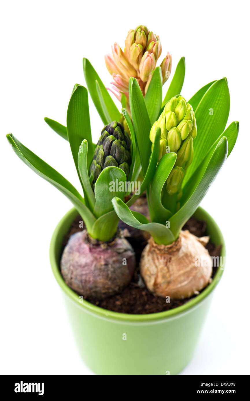 fresh hyacinth buds and leaves on white background Stock Photo - Alamy