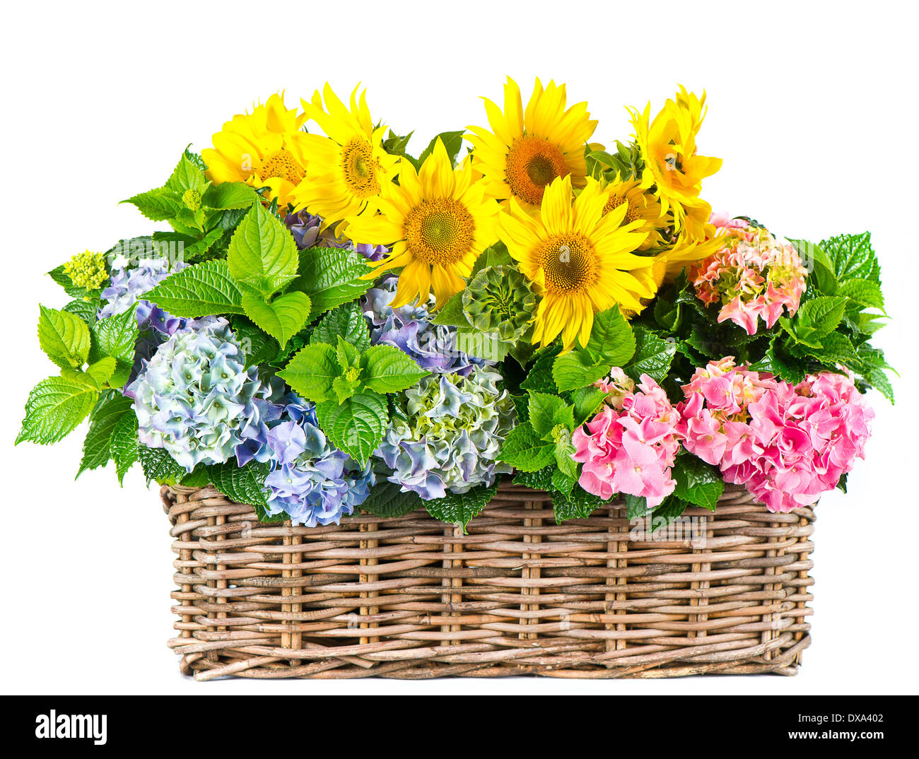 colorful sunflowers and hydrangea bushes Stock Photo - Alamy