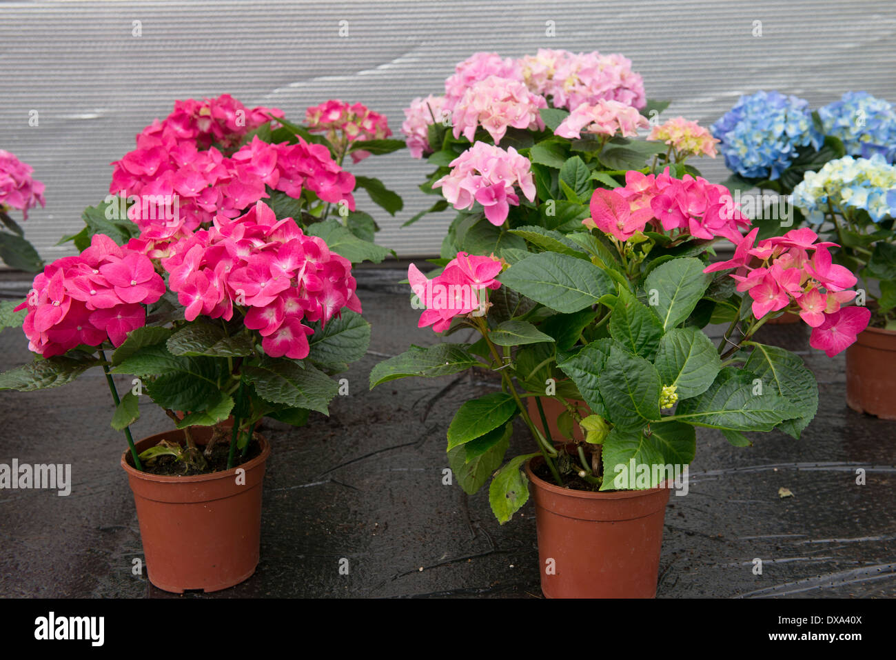 Spring plants growing inside a nursery in Nottingham, Nottinghamshire ...
