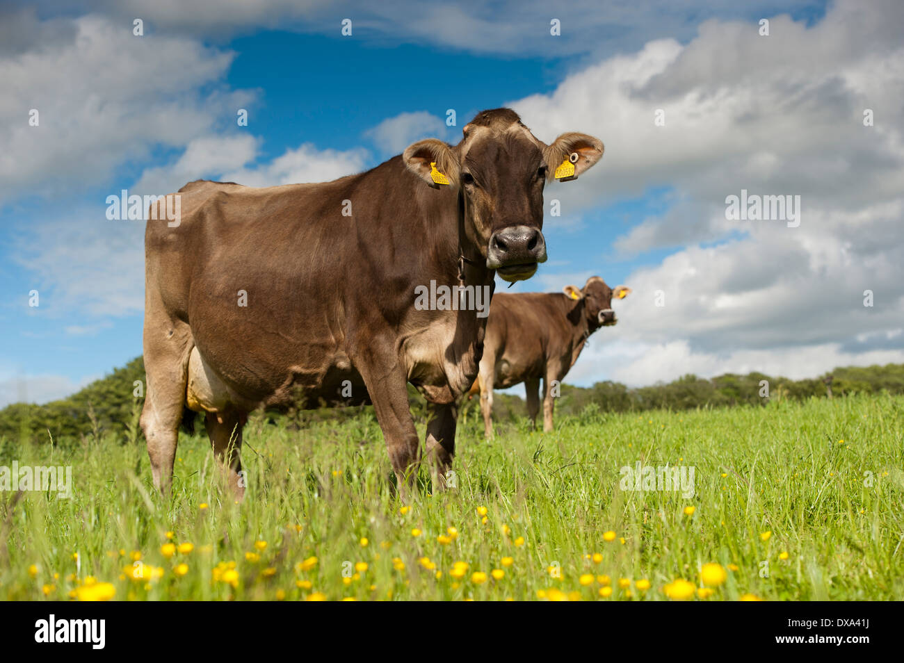 Brown Swiss dairy cattle in field of buttercups. Dumfries, Scotland ...