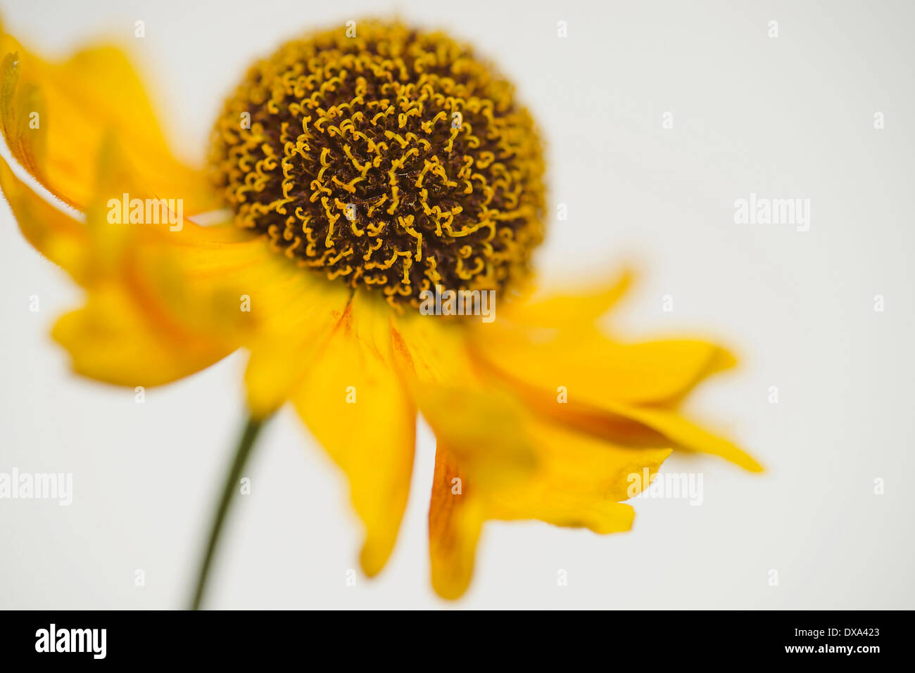 Helen's flower, Sneezeweed, Helenium, viewed side on showing the domed ...