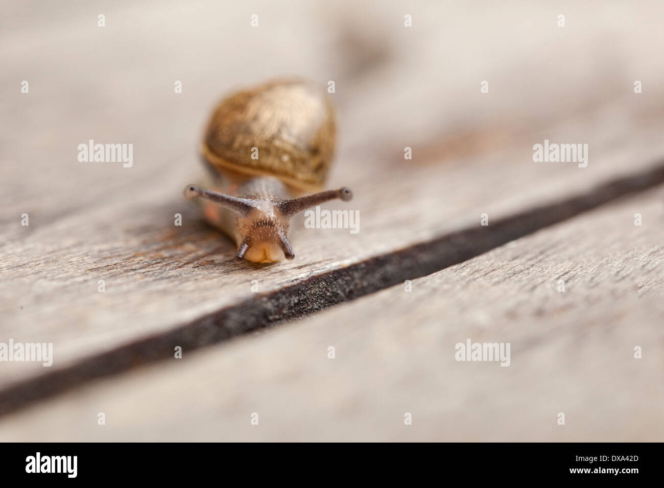 Small brown snail hi-res stock photography and images - Alamy