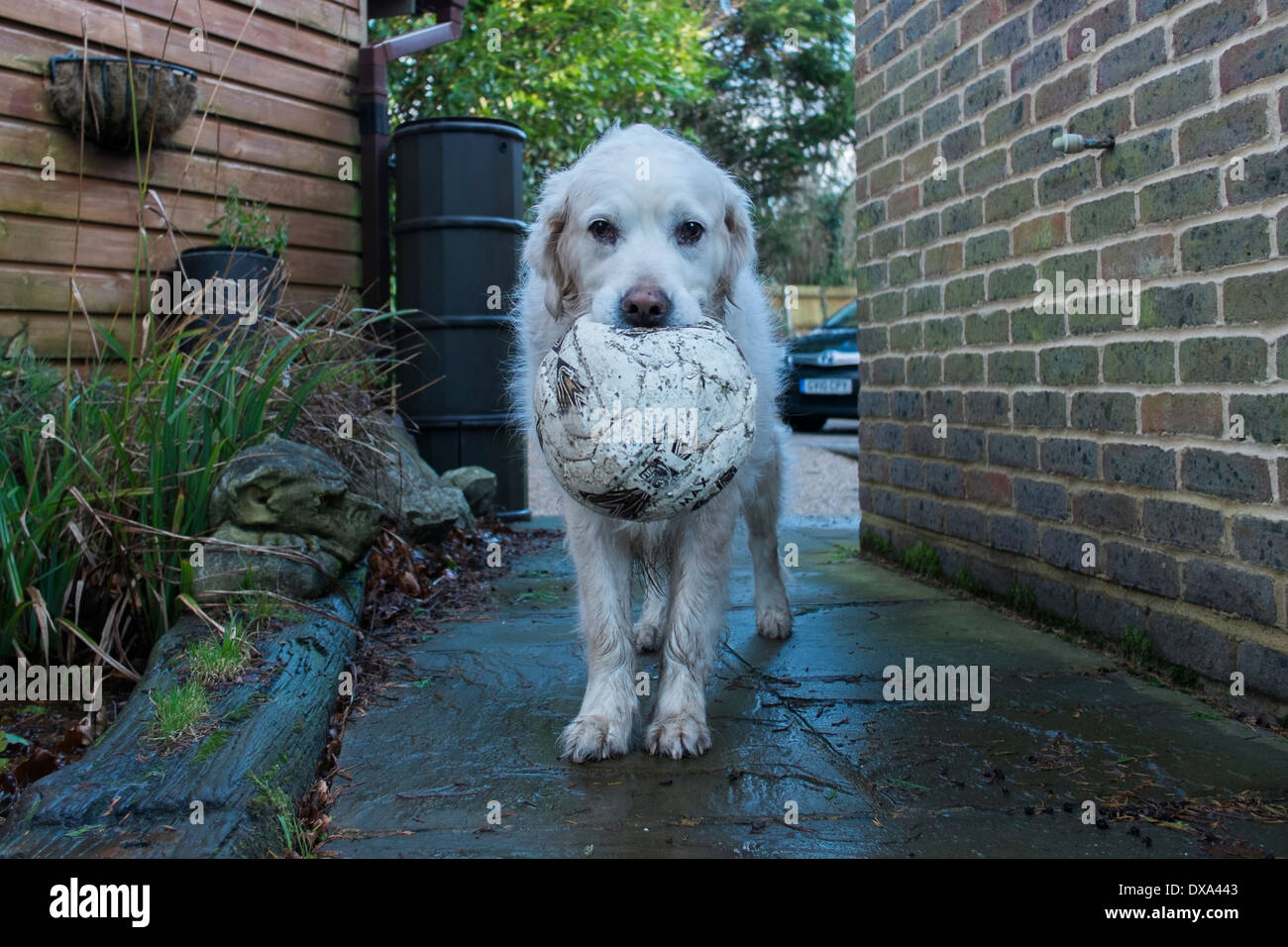 Domestic football hi-res stock photography and images - Alamy
