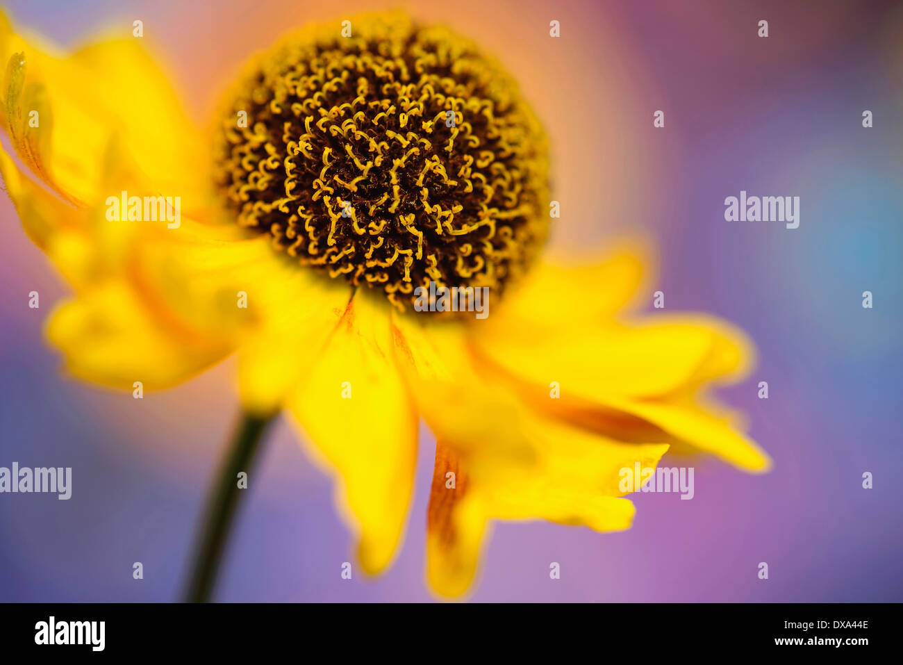 Magnified flower hi-res stock photography and images - Alamy