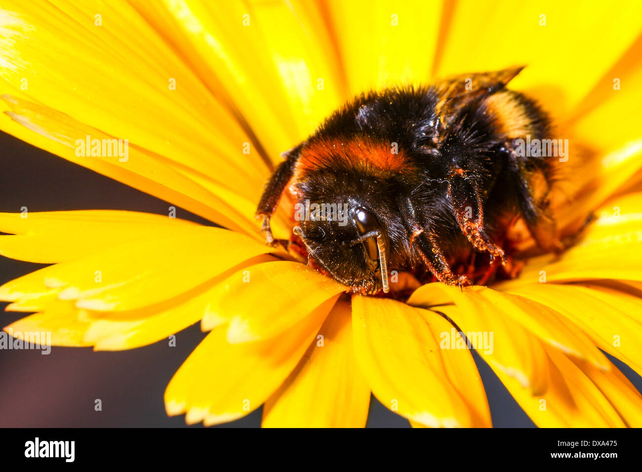 Large bumble bees hi-res stock photography and images - Alamy