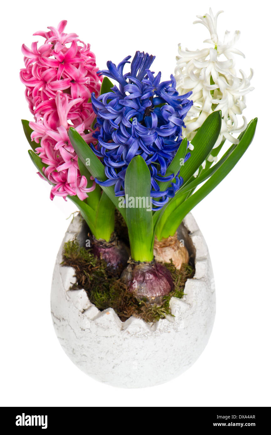 fresh hyacinth flowers and leaves on white background. pink, blue and ...