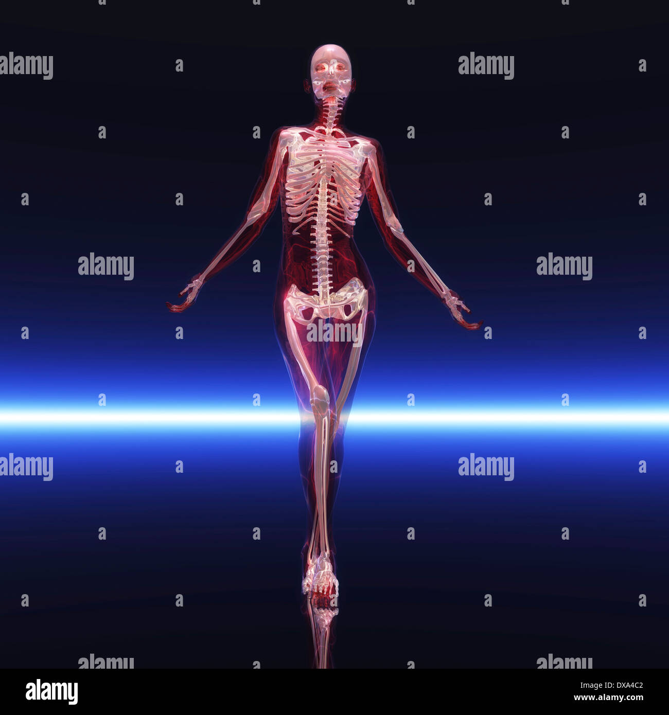 Digital visualization of a skeleton Stock Photo - Alamy