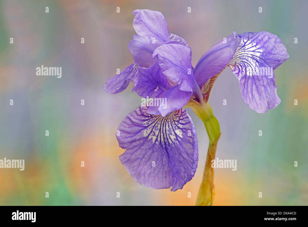 Siberian iris, Iris sibirica 'Sparkling rose', purple flower against ...